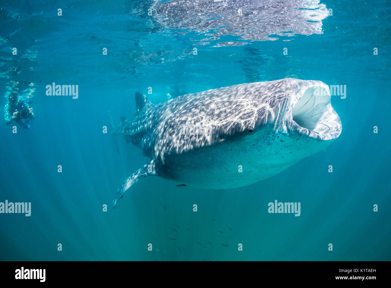 Whale shark feeding krill hi-res stock photography and images - Alamy