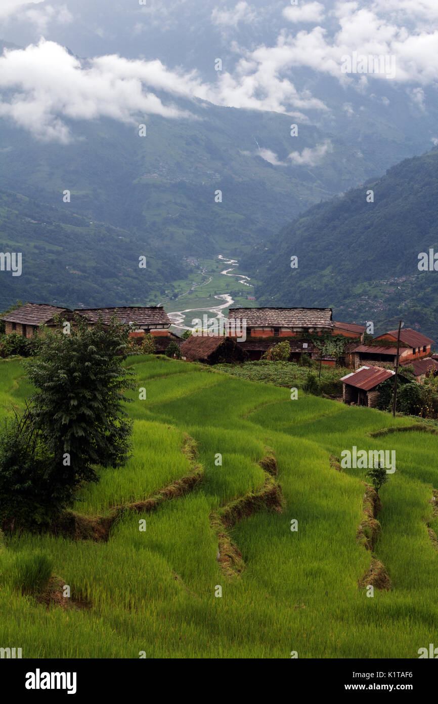 Rice fields in the foothills of the Himalayas near Astam Nepal Stock ...