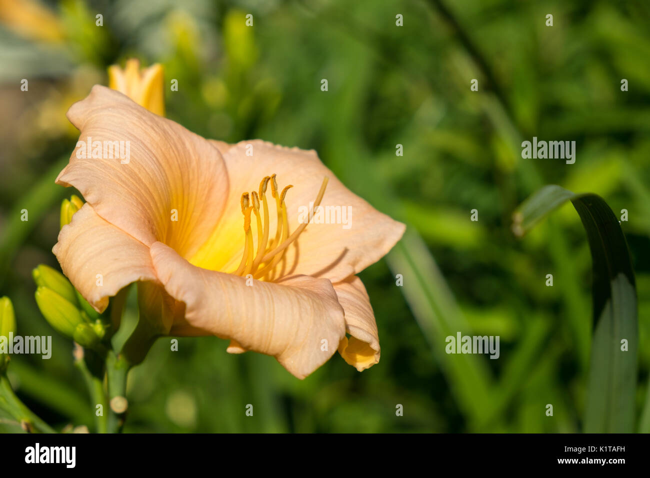 Day-lily flower aka Hemerocallis blooming closeup view Stock Photo - Alamy