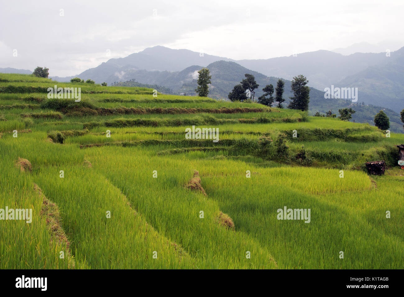 Rice fields in the foothills of the Himalayas near Astam Nepal Stock ...