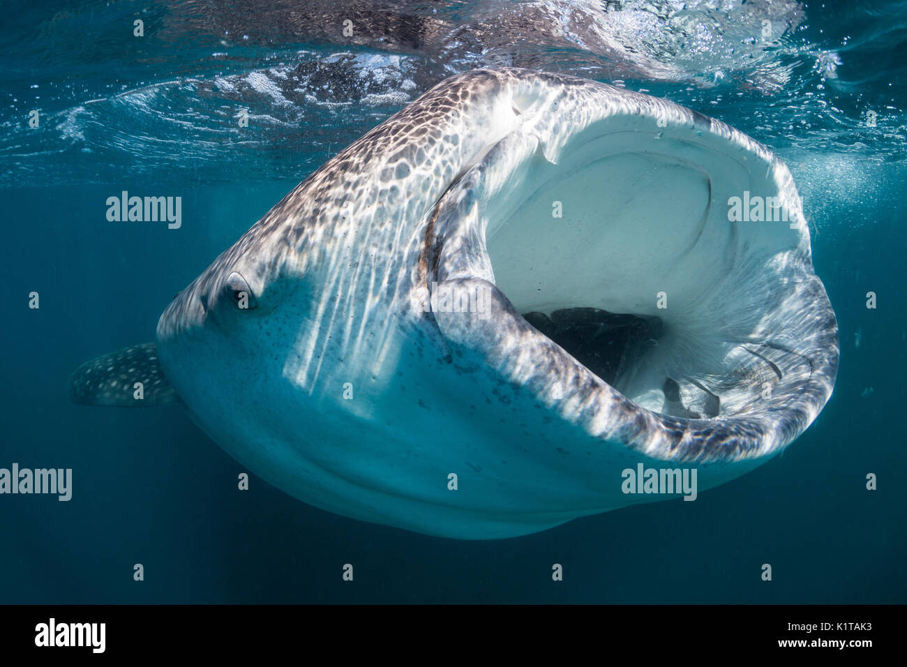 A whale shark feeds on plankton and krill near the surface of the bay ...