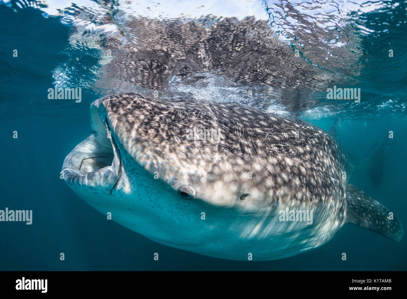 A whale shark feeds on plankton and krill near the surface of the bay ...