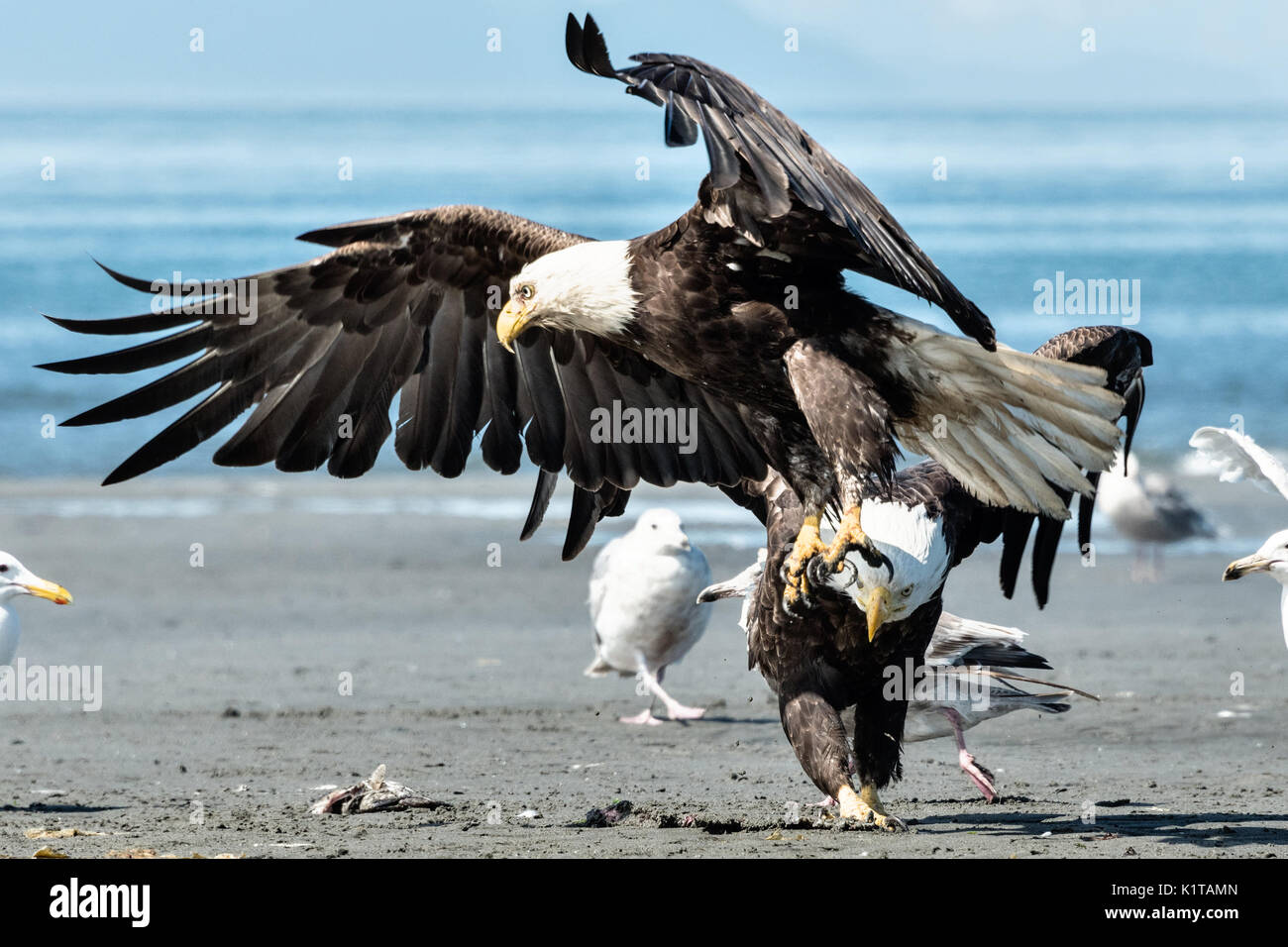 A bald eagle is chased away by a larger dominant eagle as they fight ...