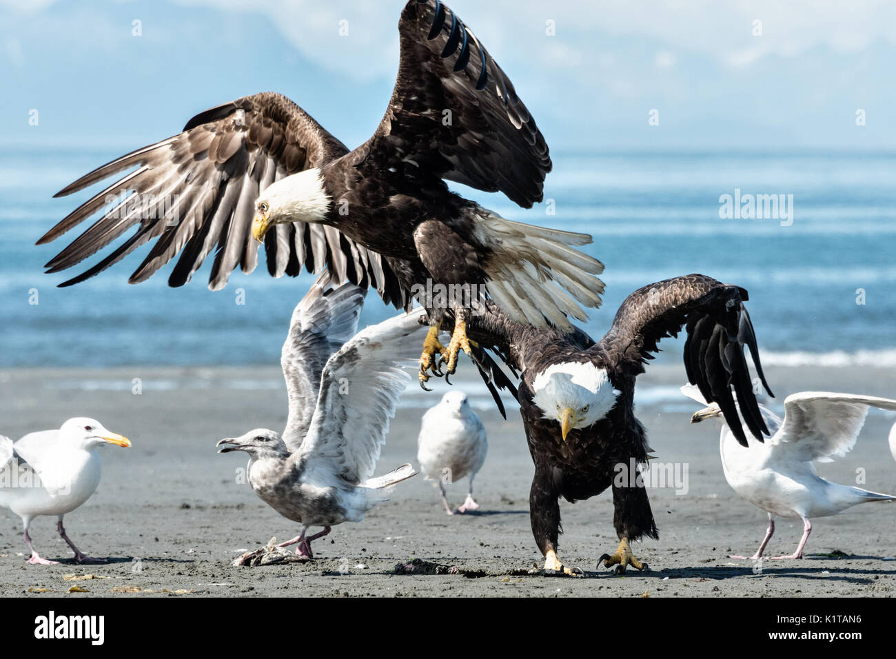 A bald eagle is chased away by a larger dominant eagle as they fight ...