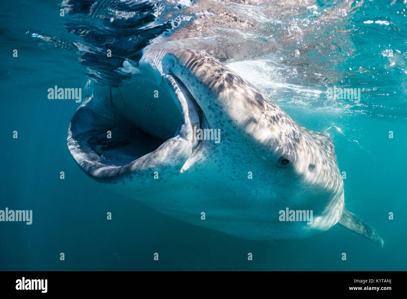 A whale shark feeds on plankton and krill near the surface of the bay ...