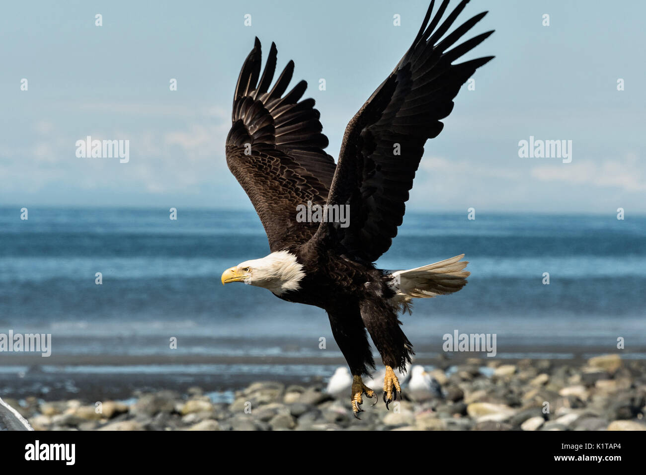 Flying eagle point of view hi-res stock photography and images - Alamy