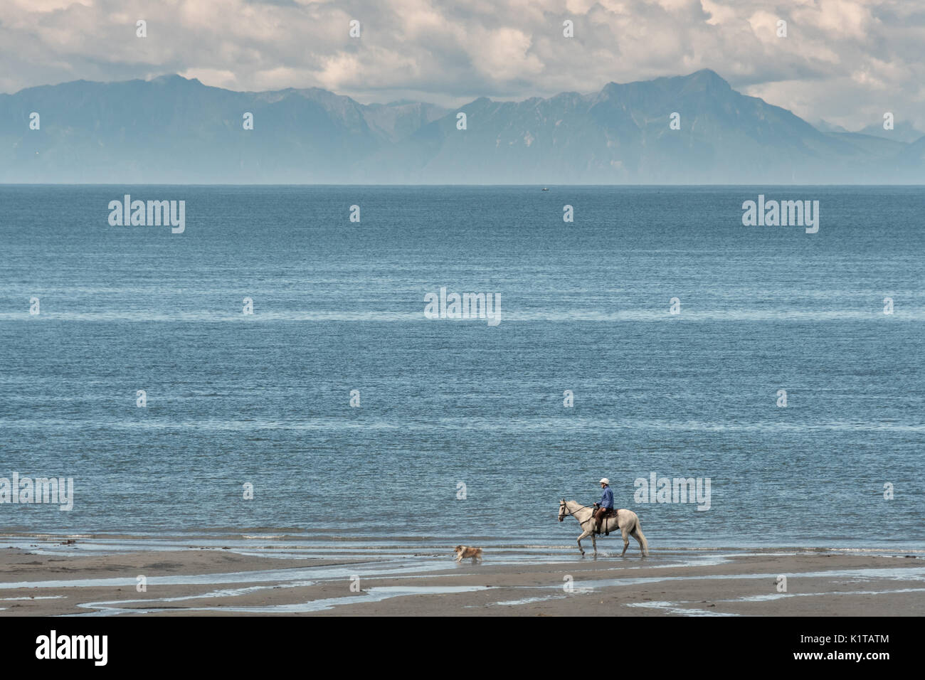 A woman rides her horse along the Cook Inlet past the Chigmit Mountains ...