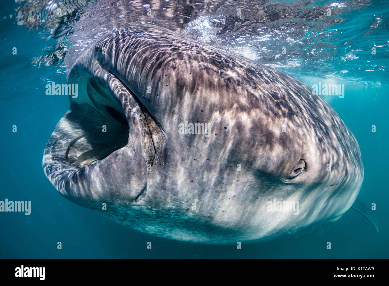 A whale shark feeds on plankton and krill near the surface of the bay ...
