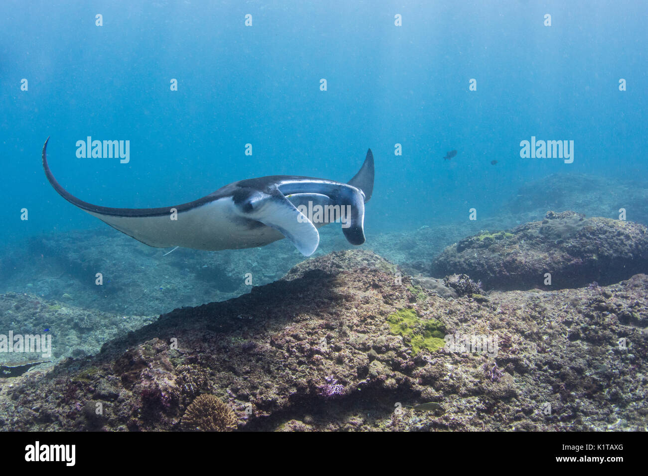 A reef manta ray swims near the cleaning station at Manta Point, Nusa ...