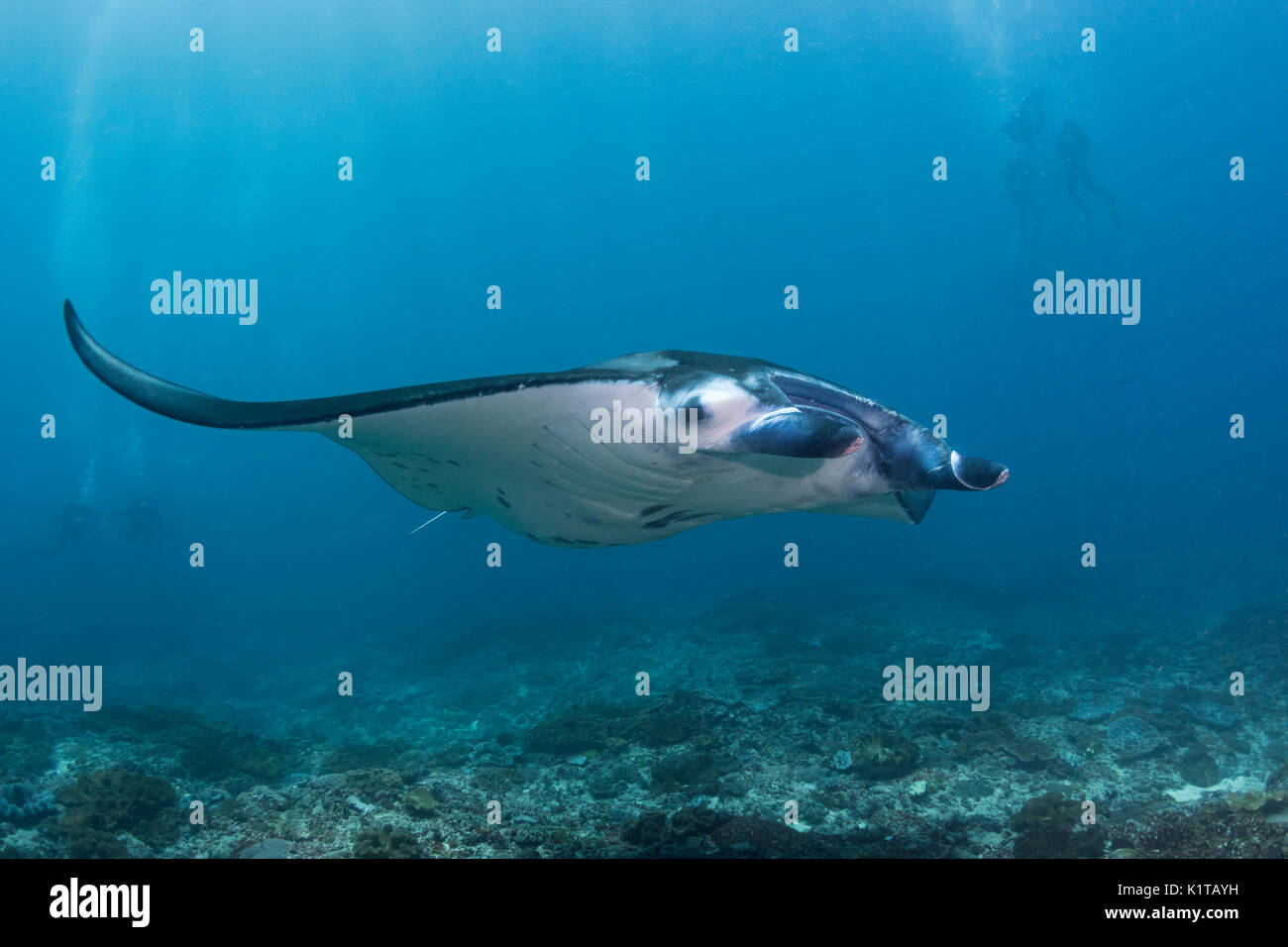 A reef manta ray swims near the cleaning station at Manta Point, Nusa ...