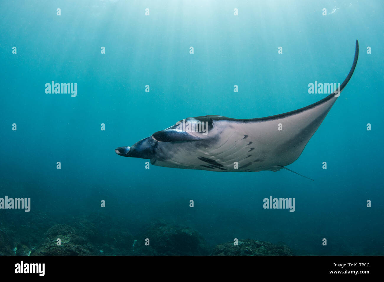 Manta rays wide hi-res stock photography and images - Alamy