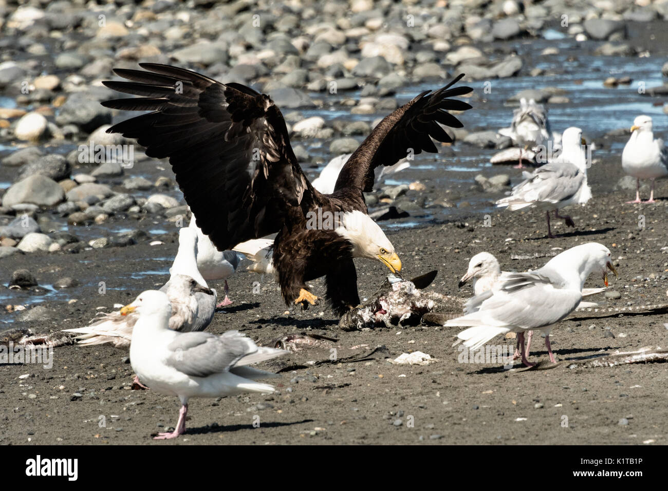 An adult bald eagle eats fish scraps surrounded by gulls on the beach ...