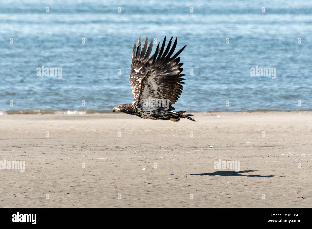 Flying eagle point of view hi-res stock photography and images - Alamy