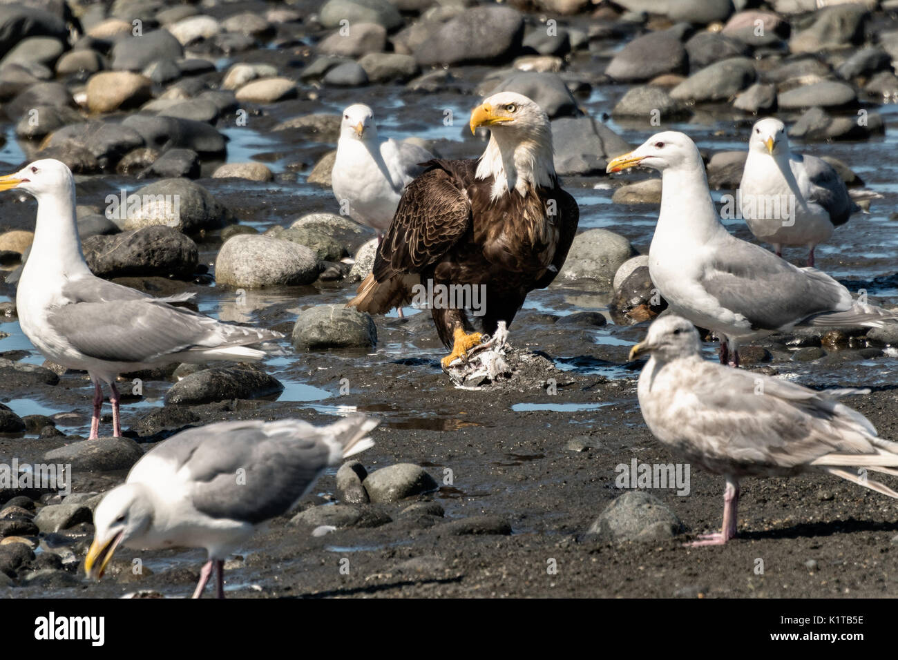 An adult bald eagle guards a pile of fish scraps from gulls on the ...