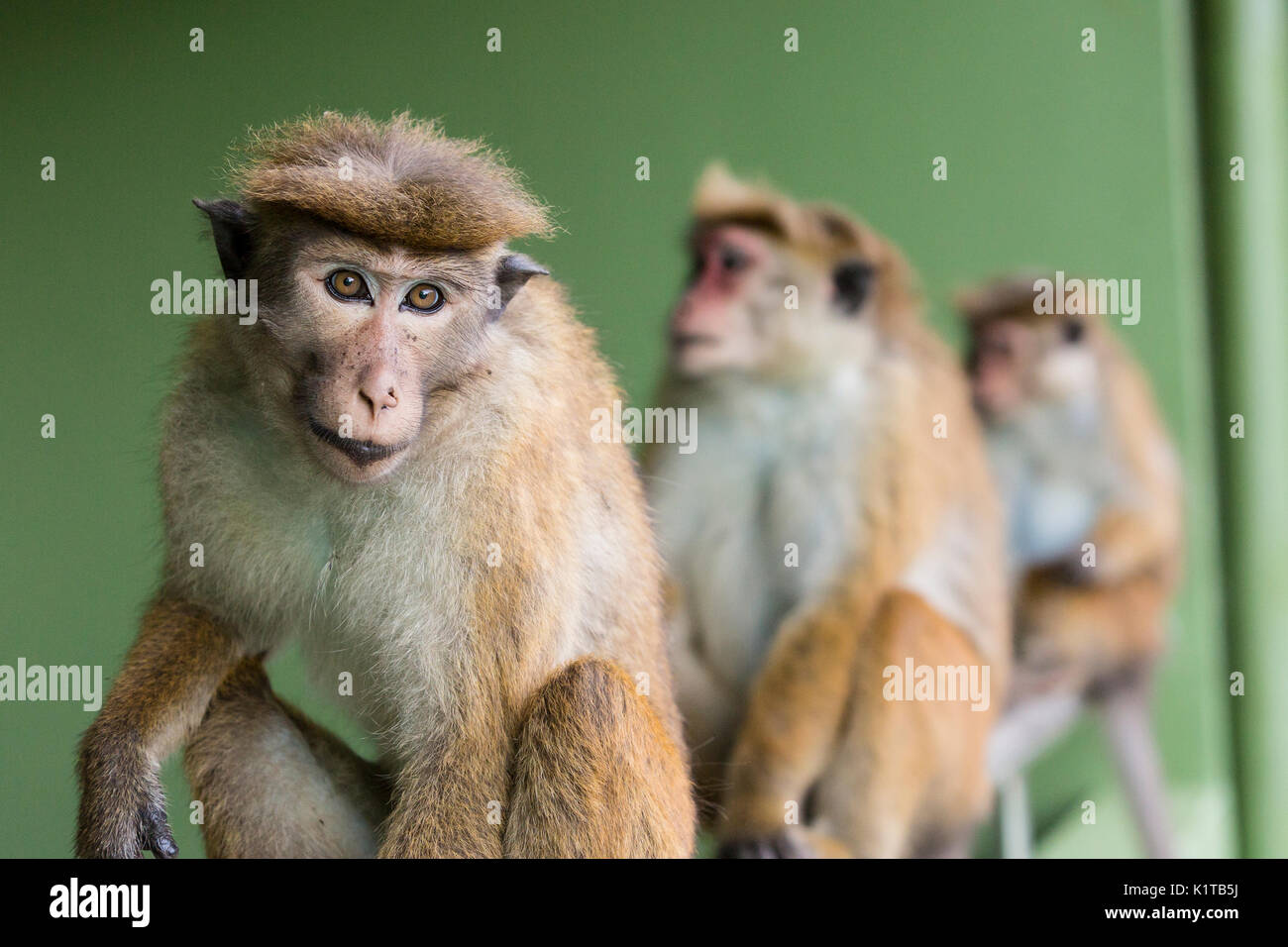 Three toque macaque monkies perch on a railing near Ramboda Falls, Sri ...