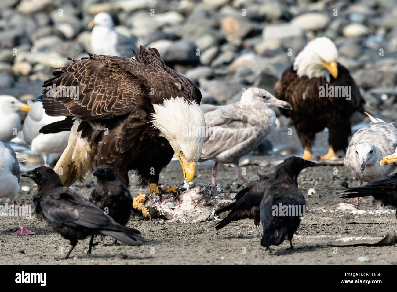 Bald eagles and ravens hi-res stock photography and images - Alamy