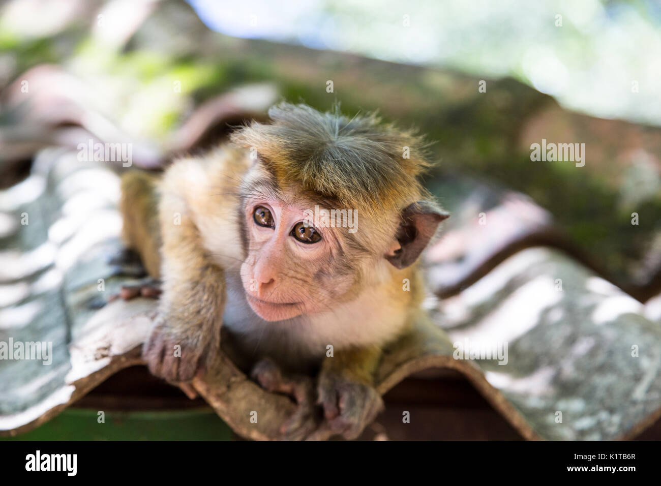 Toque macaque monkey hi-res stock photography and images - Alamy
