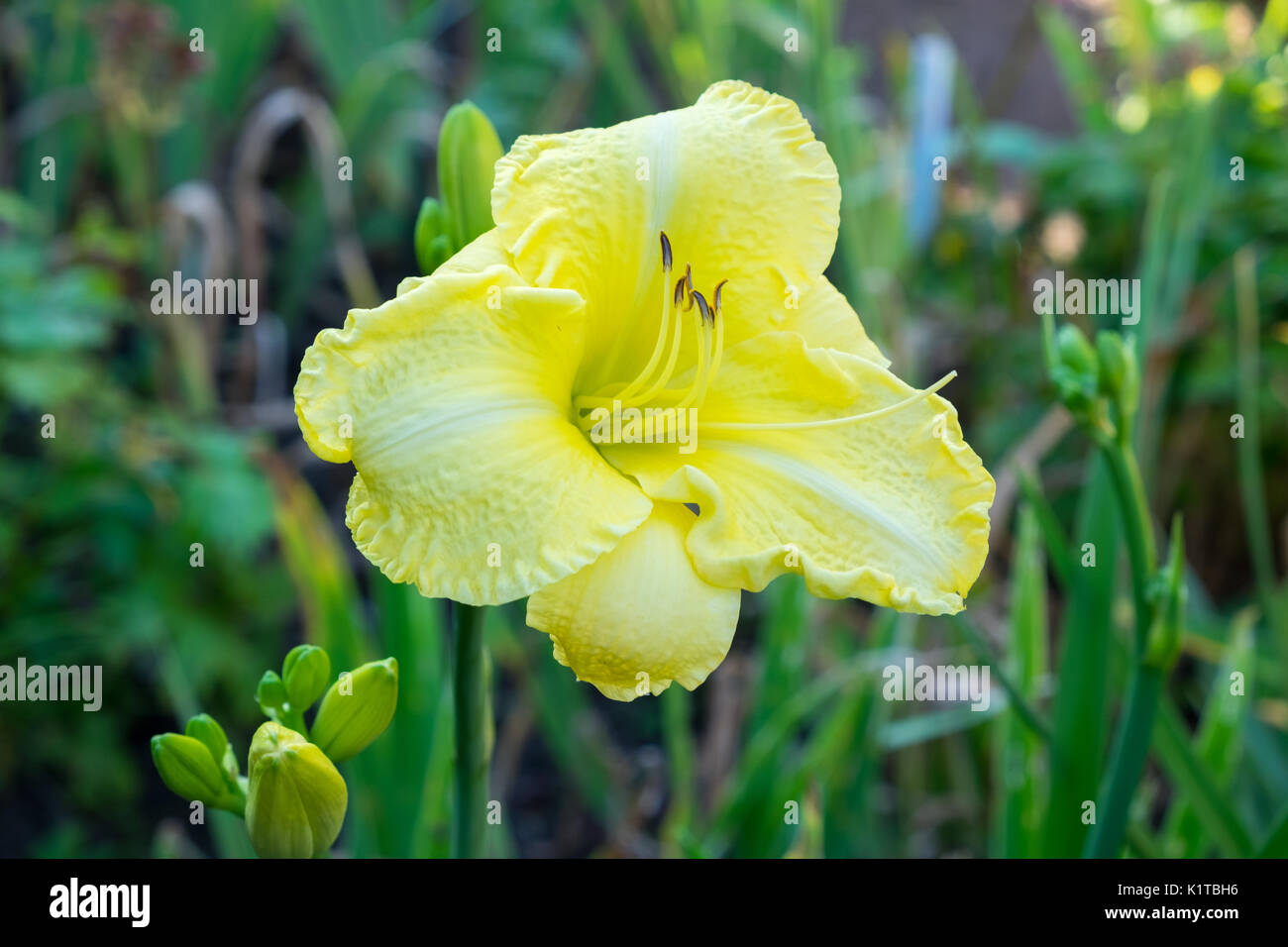Day-lily flower aka Hemerocallis blooming closeup view Stock Photo - Alamy