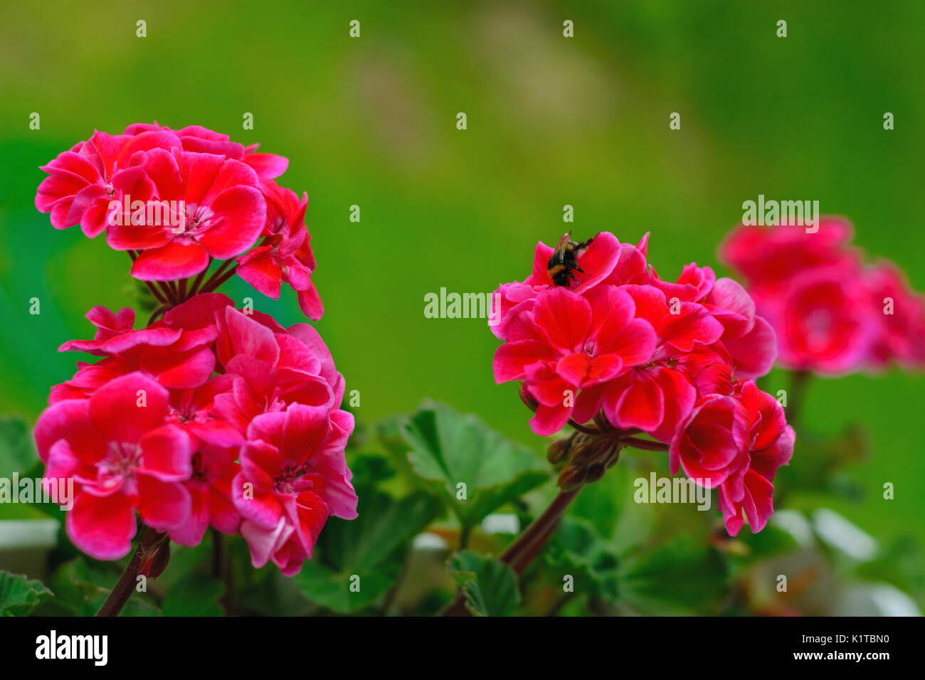 Bright red geranium flowers on a green background and a bee collecting ...