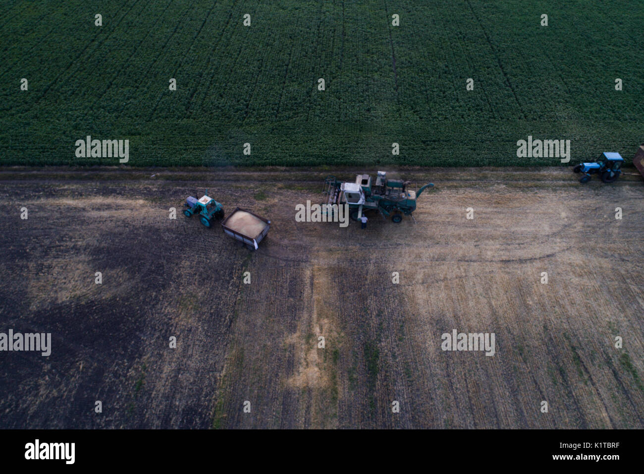 Aerial view of the combine harvester, which pours the grain into the ...