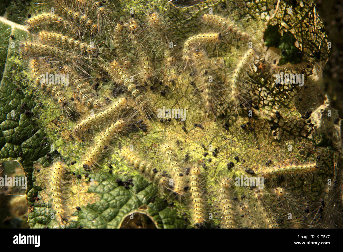 Fall webworm nests in tree Stock Photo - Alamy