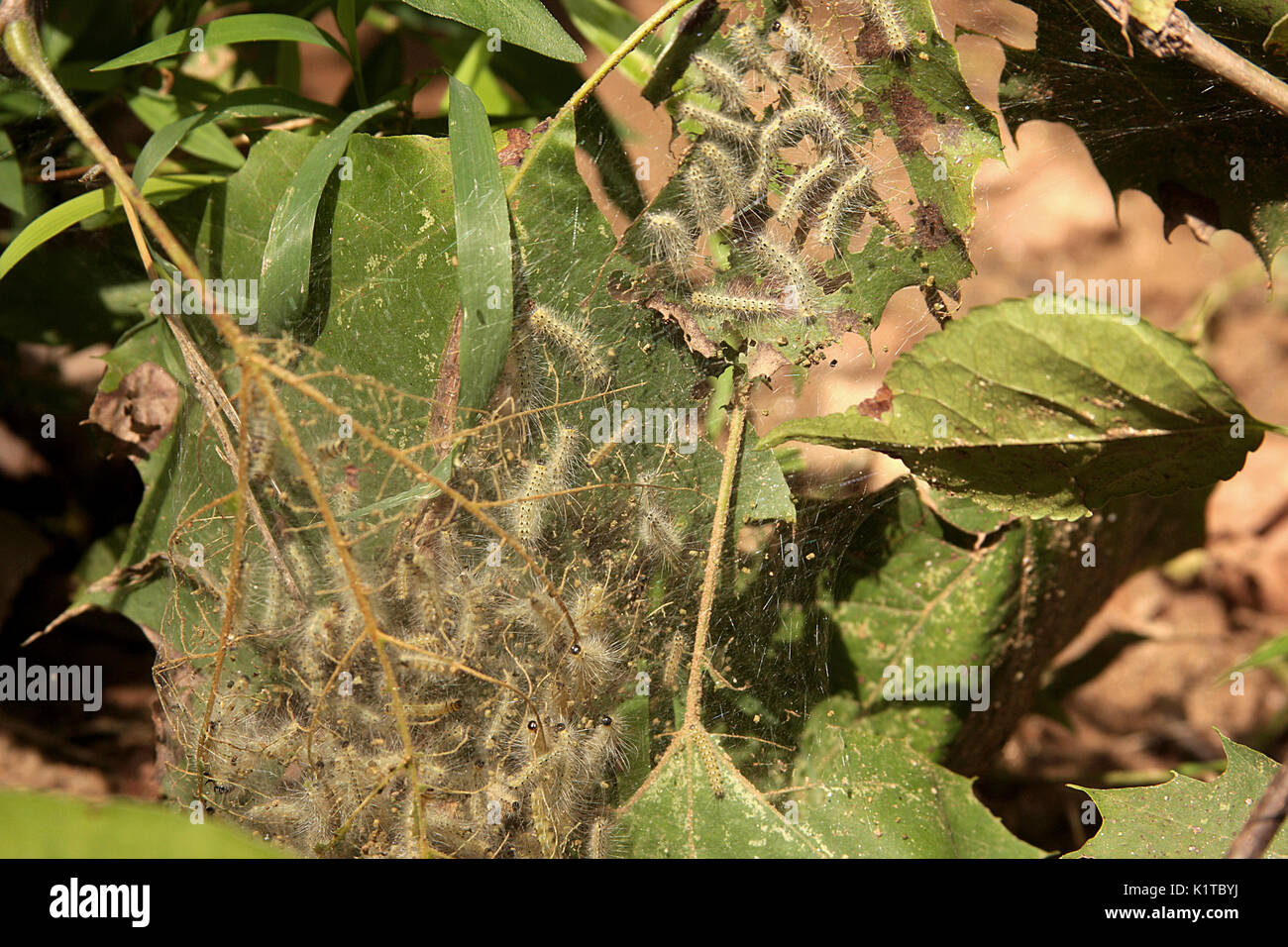 Fall webworm moth caterpillars hi-res stock photography and images - Alamy