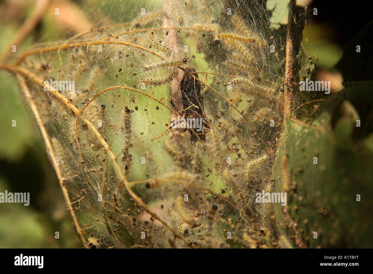 Fall webworm nests in tree Stock Photo - Alamy