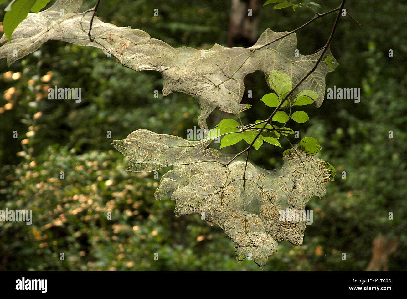 Fall webworm nests in tree Stock Photo - Alamy