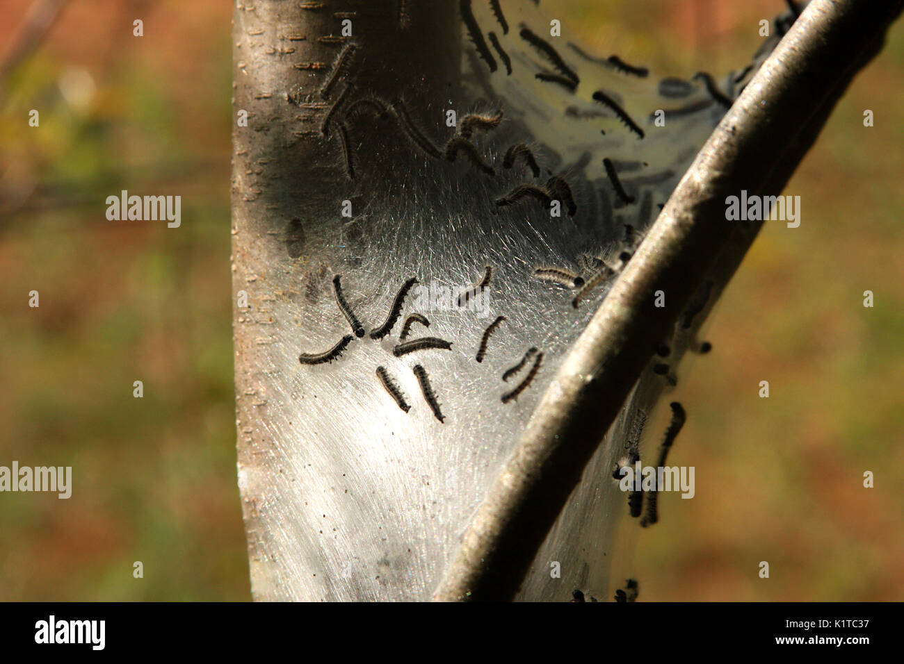 Tent caterpillars with nest on tree Stock Photo - Alamy
