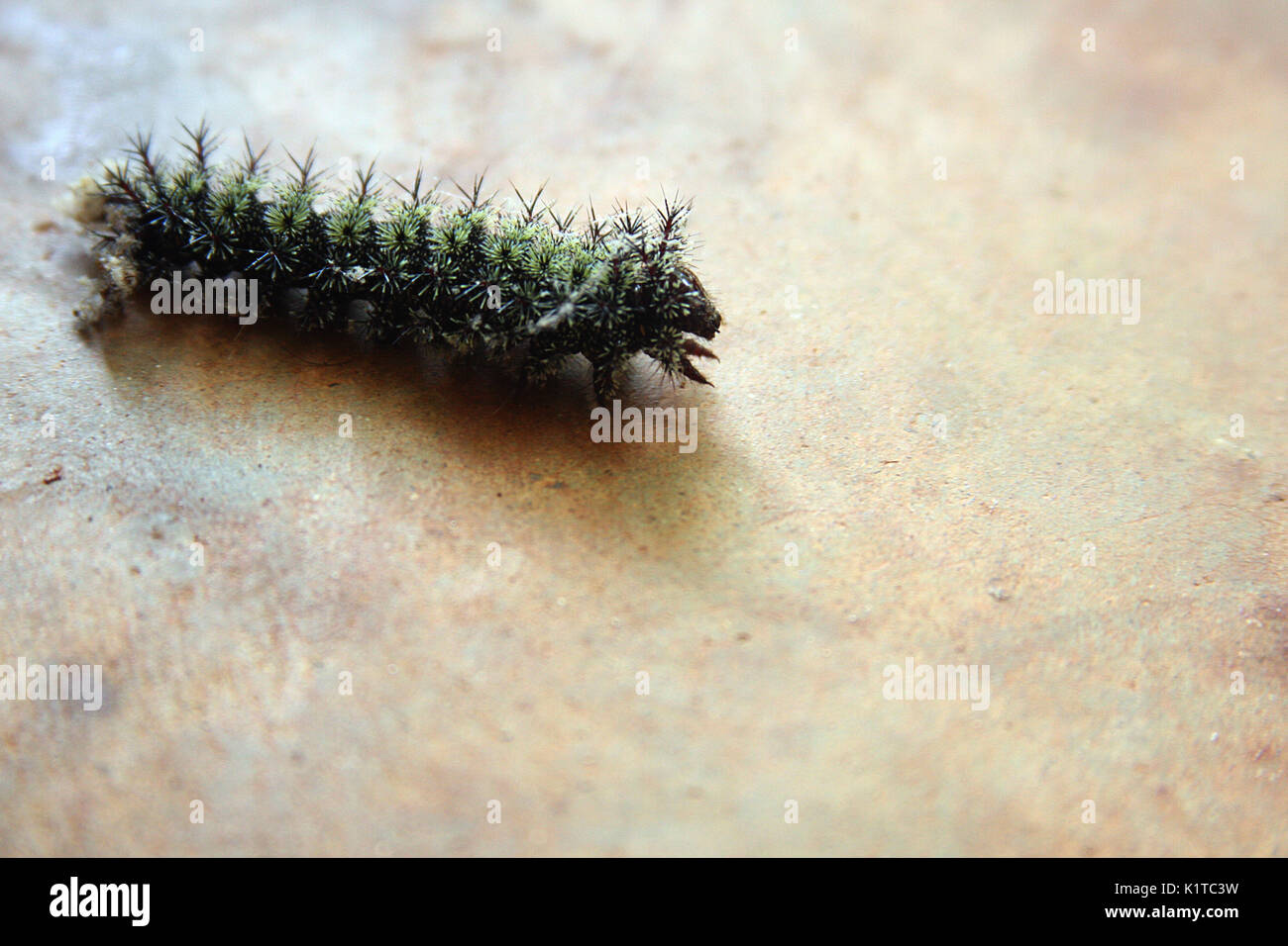 Poisonous Caterpillars