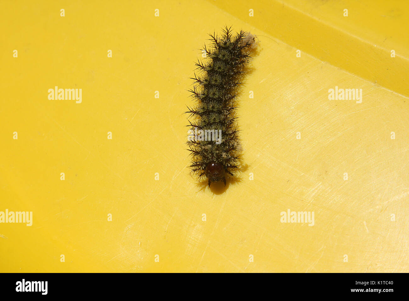 Buck moth poisonous caterpillar Stock Photo - Alamy