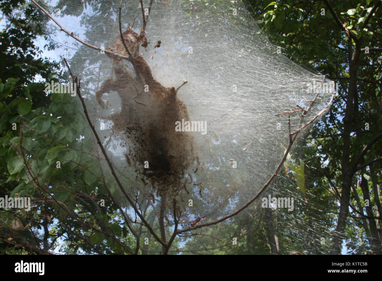 Fall webworm nests in tree Stock Photo - Alamy