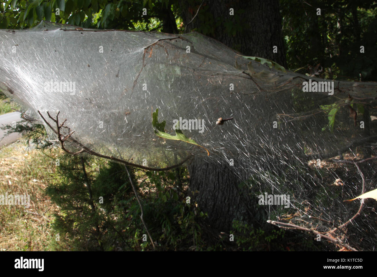 Fall webworm nests in tree Stock Photo - Alamy