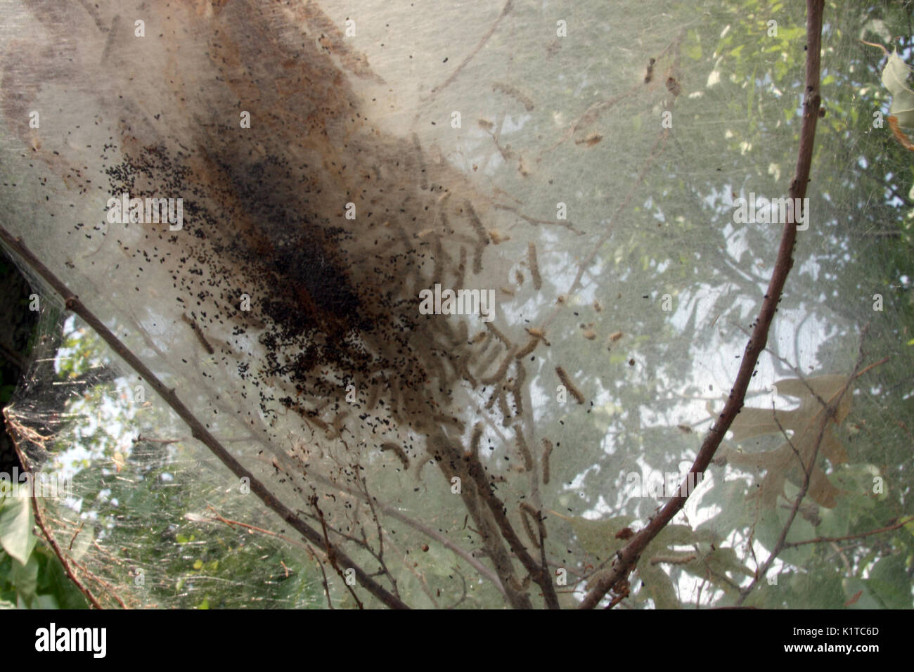 Fall webworm nests in tree Stock Photo - Alamy