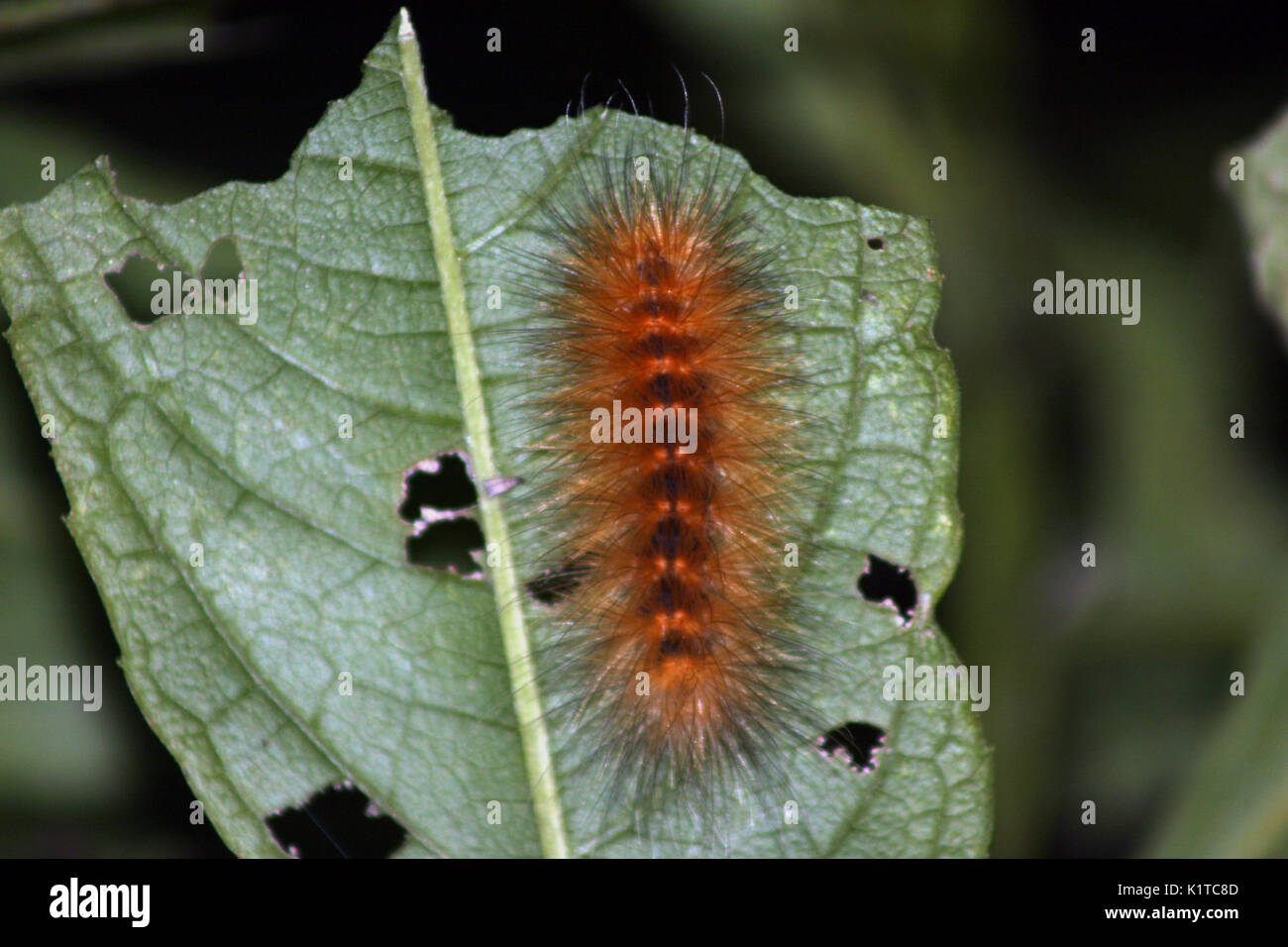 Yellow woolly bear caterpillar Stock Photo - Alamy Yellow woolly bear caterpillar Stock Photo - Alamy