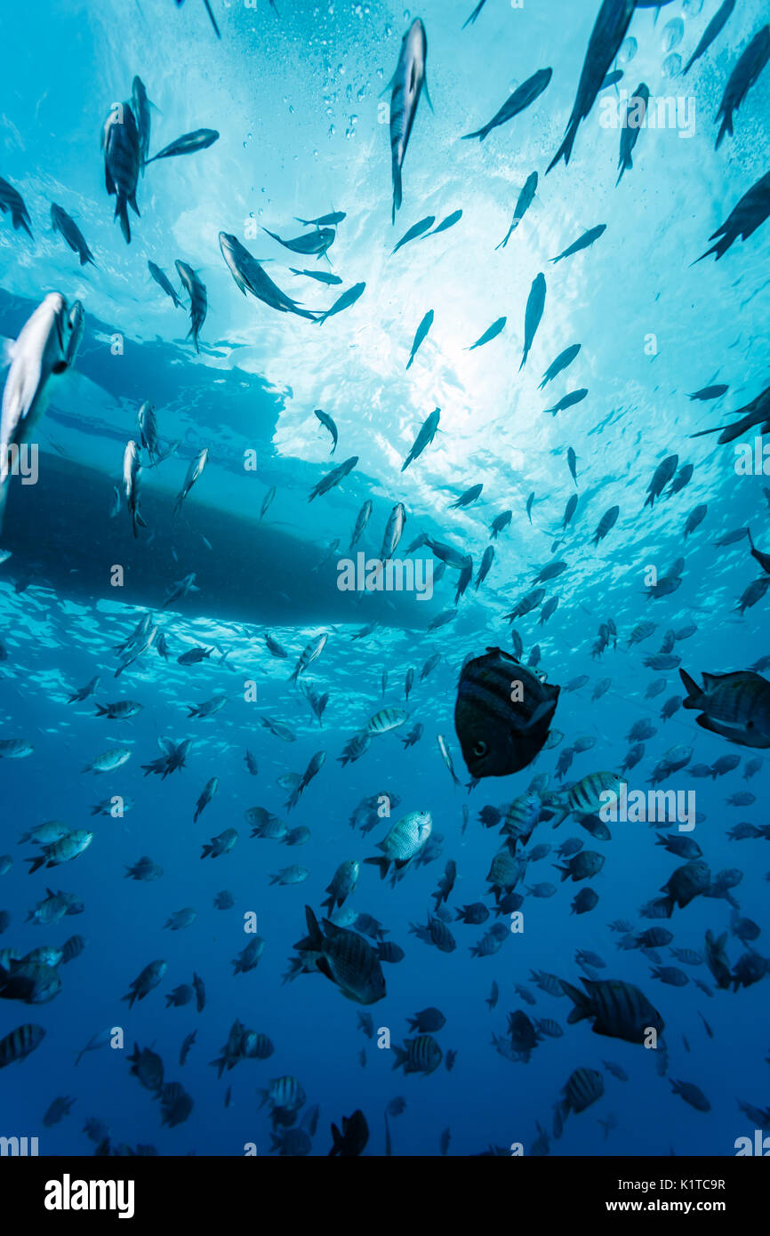 school of striped fish swim below a boat Stock Photo - Alamy