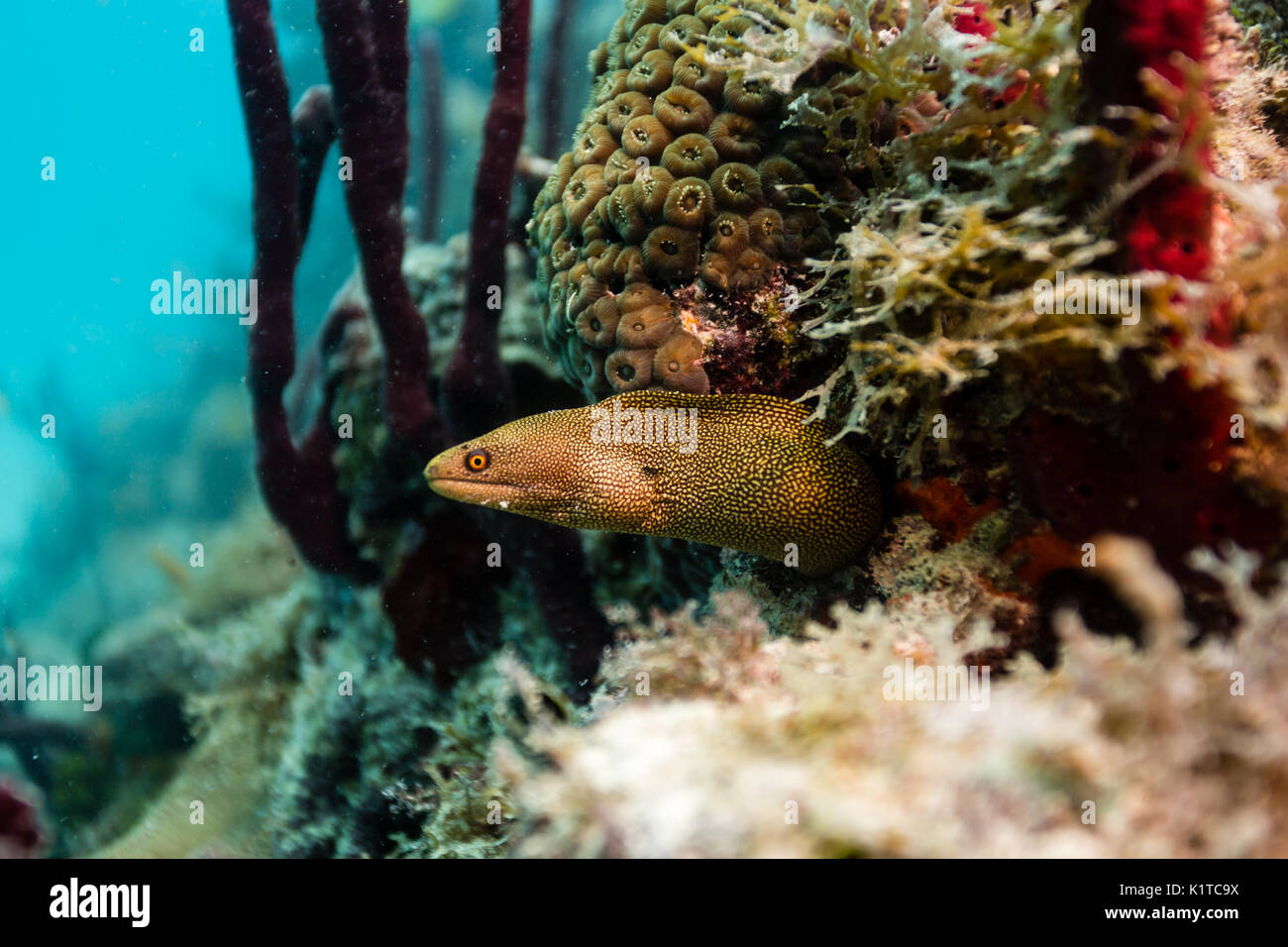 Coral reef eel hi-res stock photography and images - Alamy