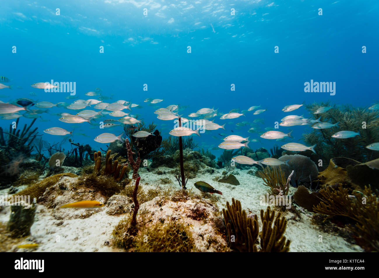 Many different varieties of tropical fish pass by the branching coral ...