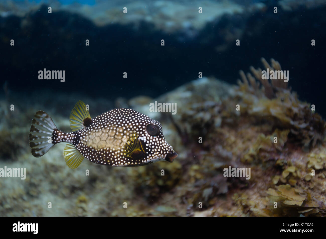 Trunk fish, Lactophrys bicaudalis, swims, past coral reef Stock Photo ...