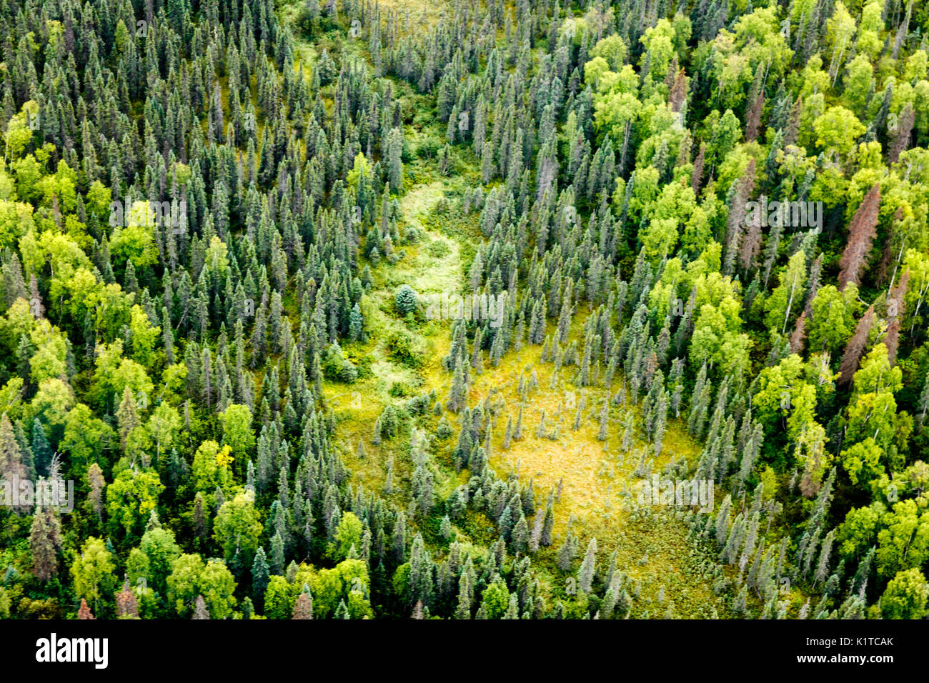 Taiga aerial hi-res stock photography and images - Alamy
