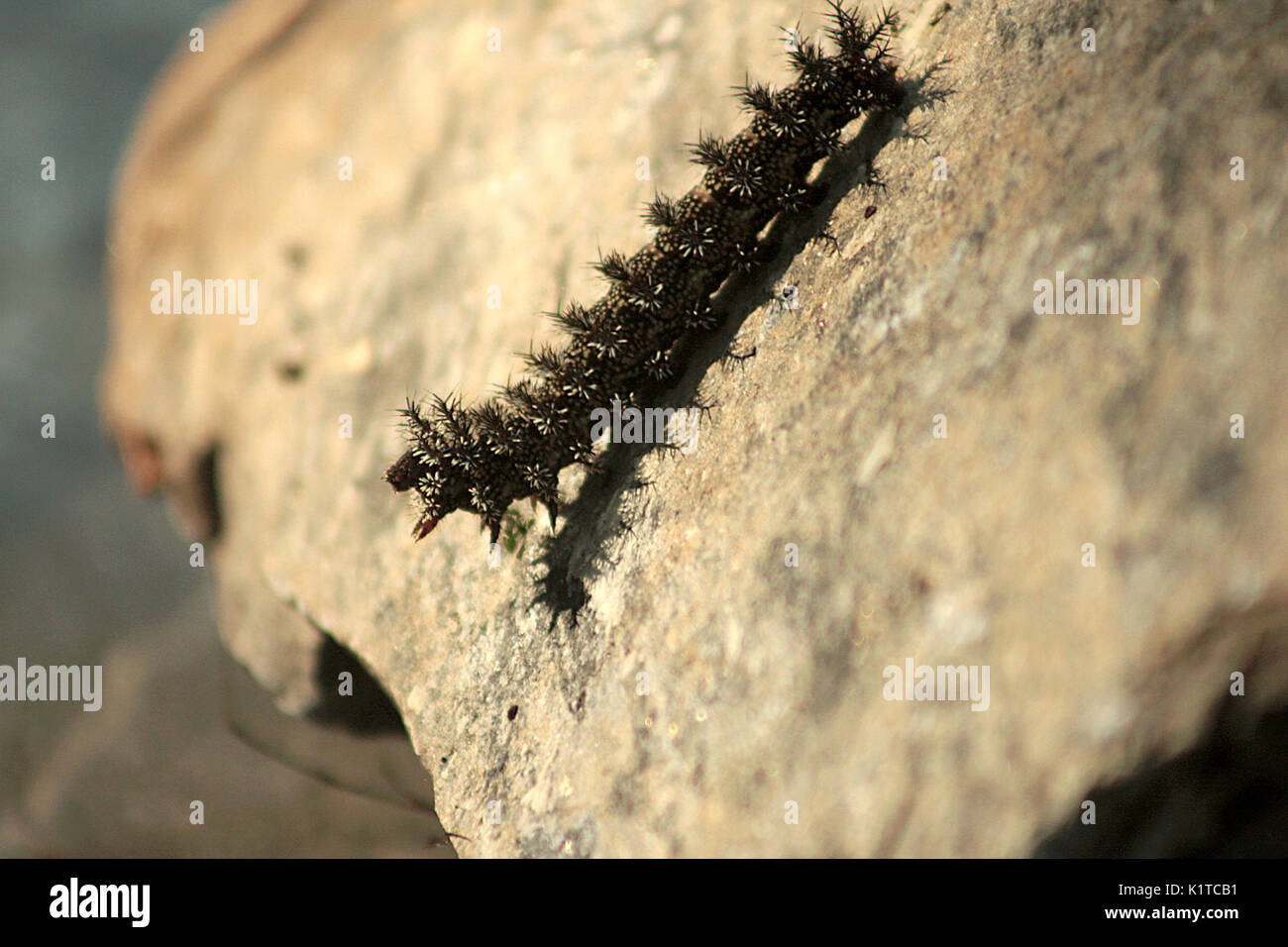 Buck moth poisonous caterpillar Stock Photo - Alamy