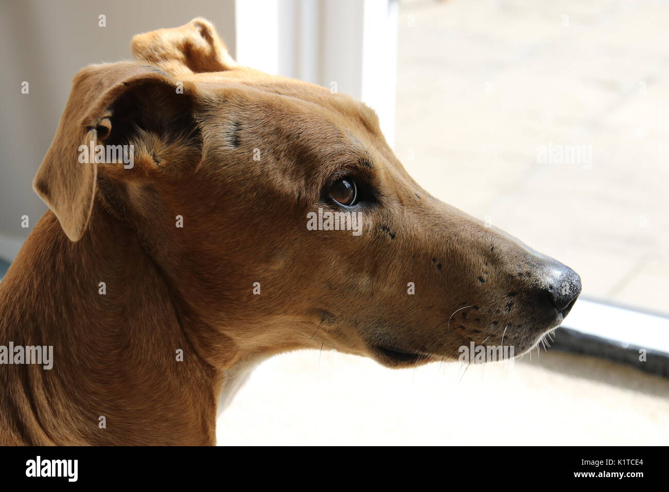 Lurcher dog head hi-res stock photography and images - Alamy