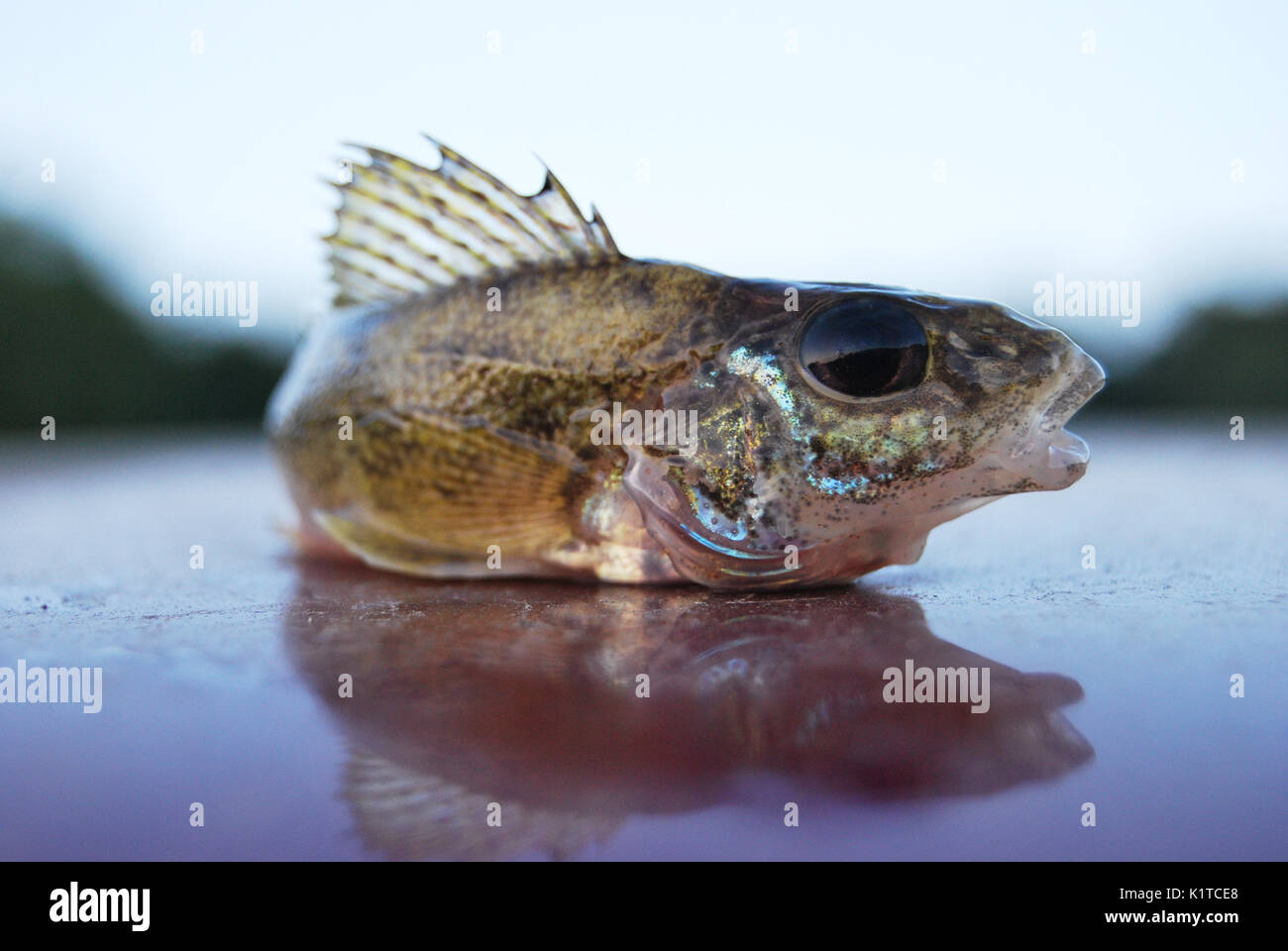 The fish ruff is the head to the right, the fin with sticking needles ...