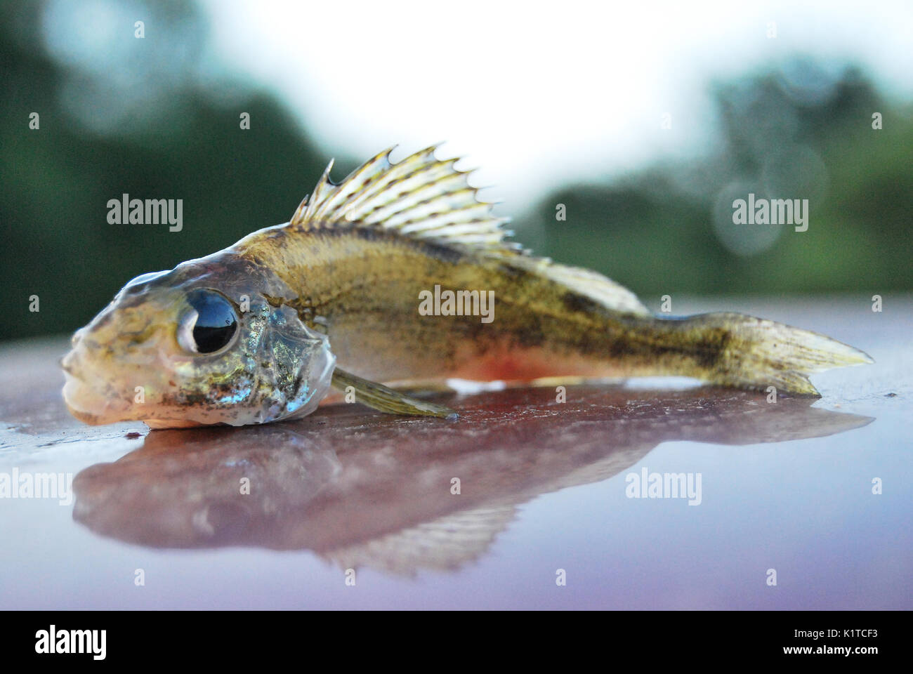 Ruff surface hi-res stock photography and images - Alamy