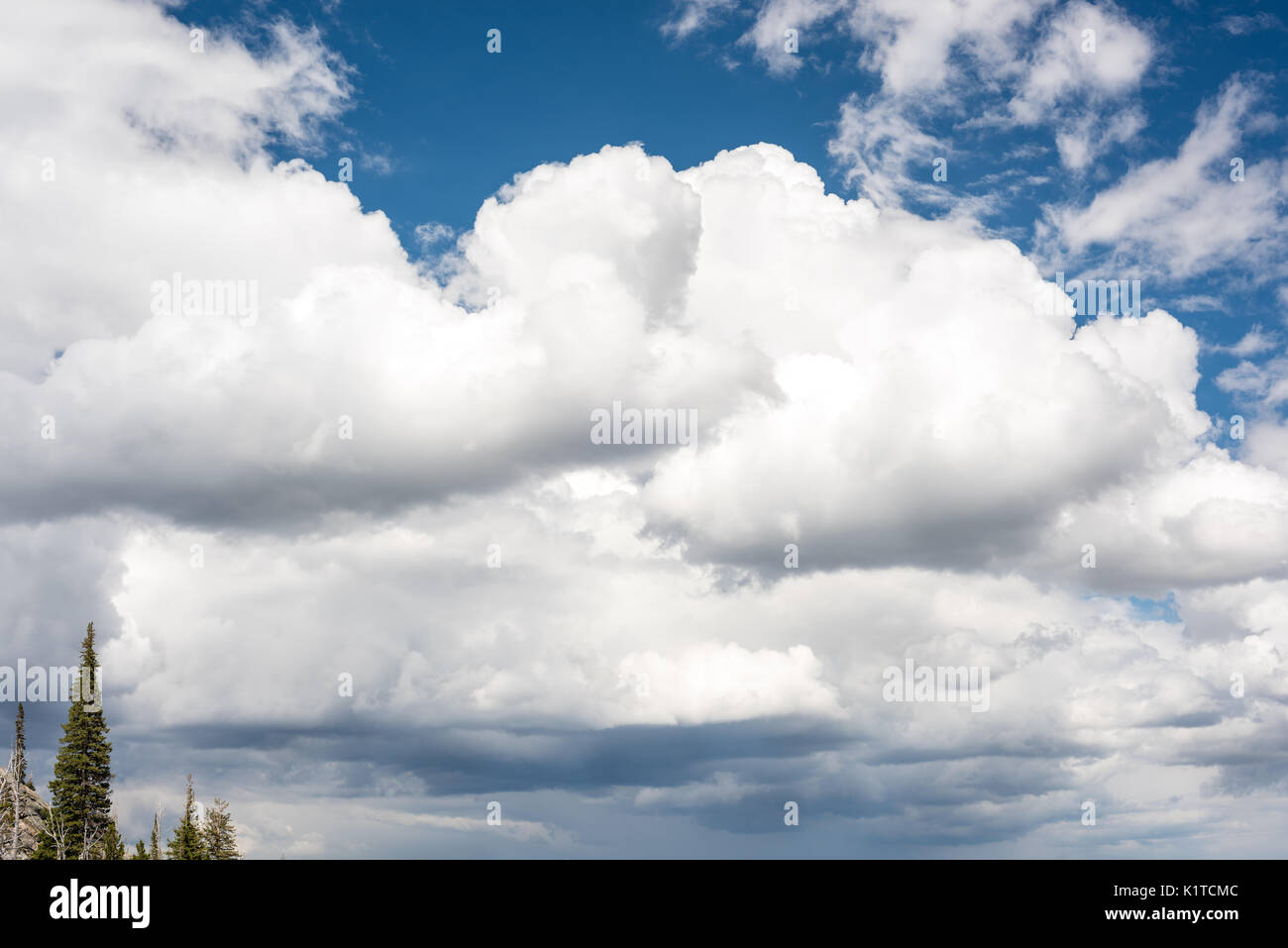 Big puffy shite clouds with a pine tree top Stock Photo - Alamy