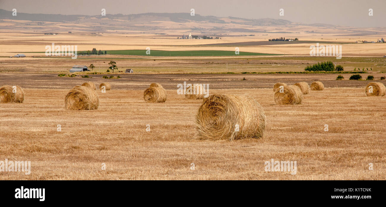 Fresh cut hay hi-res stock photography and images - Alamy