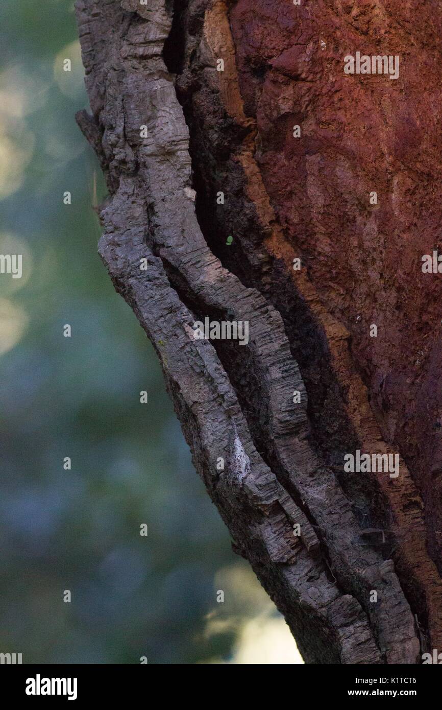 Cork growth over thirty years Stock Photo - Alamy