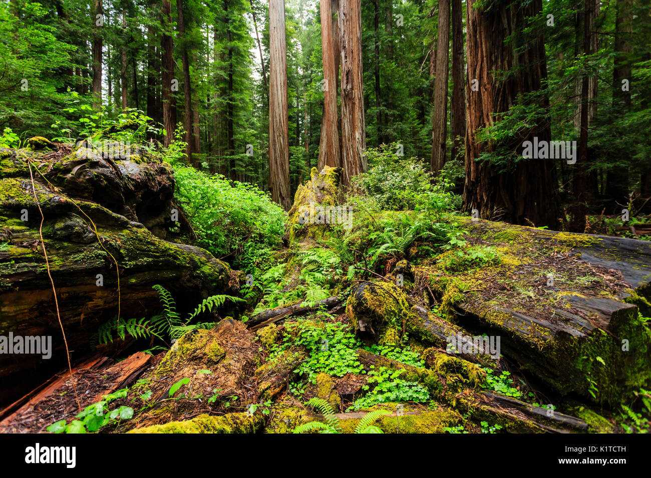 Redwood forest floor hi-res stock photography and images - Alamy
