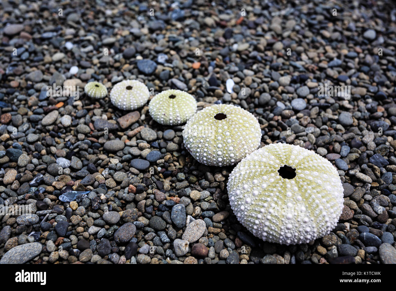 5 Sea Urchin shells arranged large to small in a line on pebble beach ...