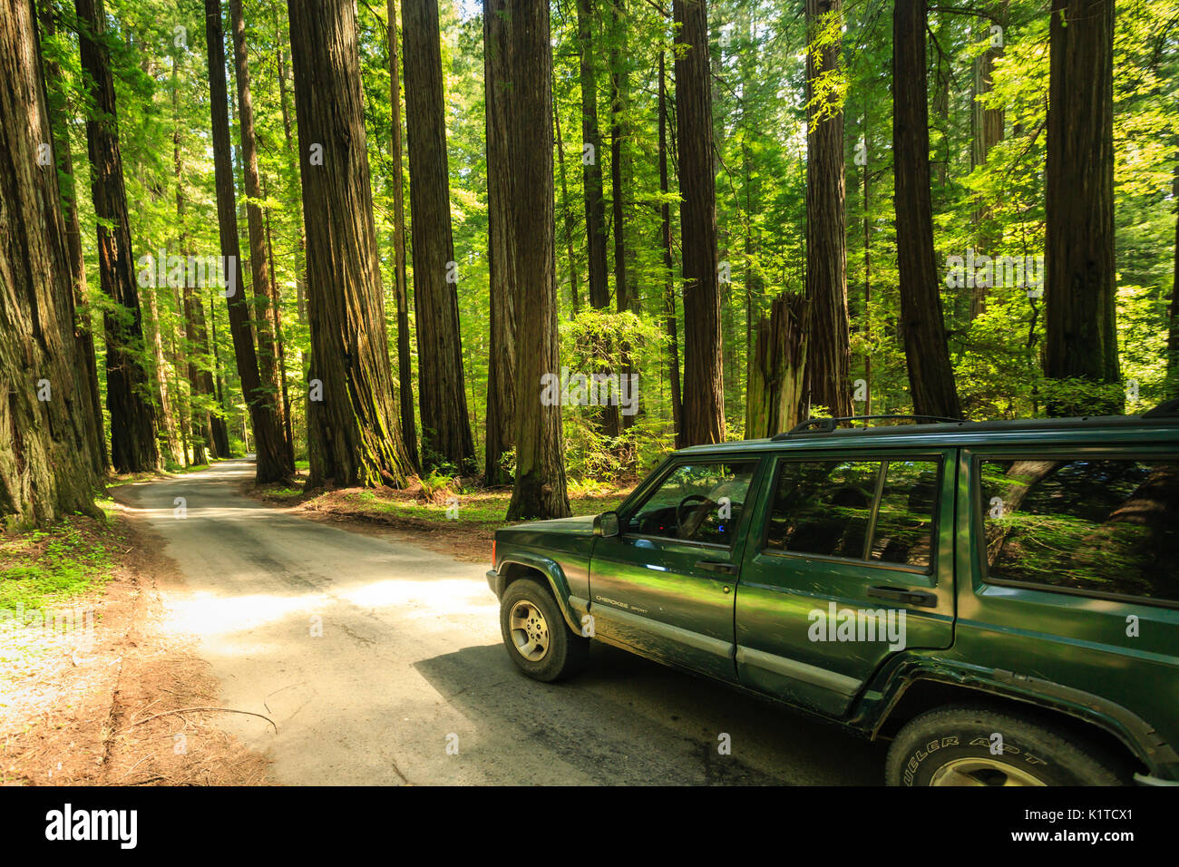 Hikers enjoy ride to Humboldt Redwood Forest trails Stock Photo - Alamy